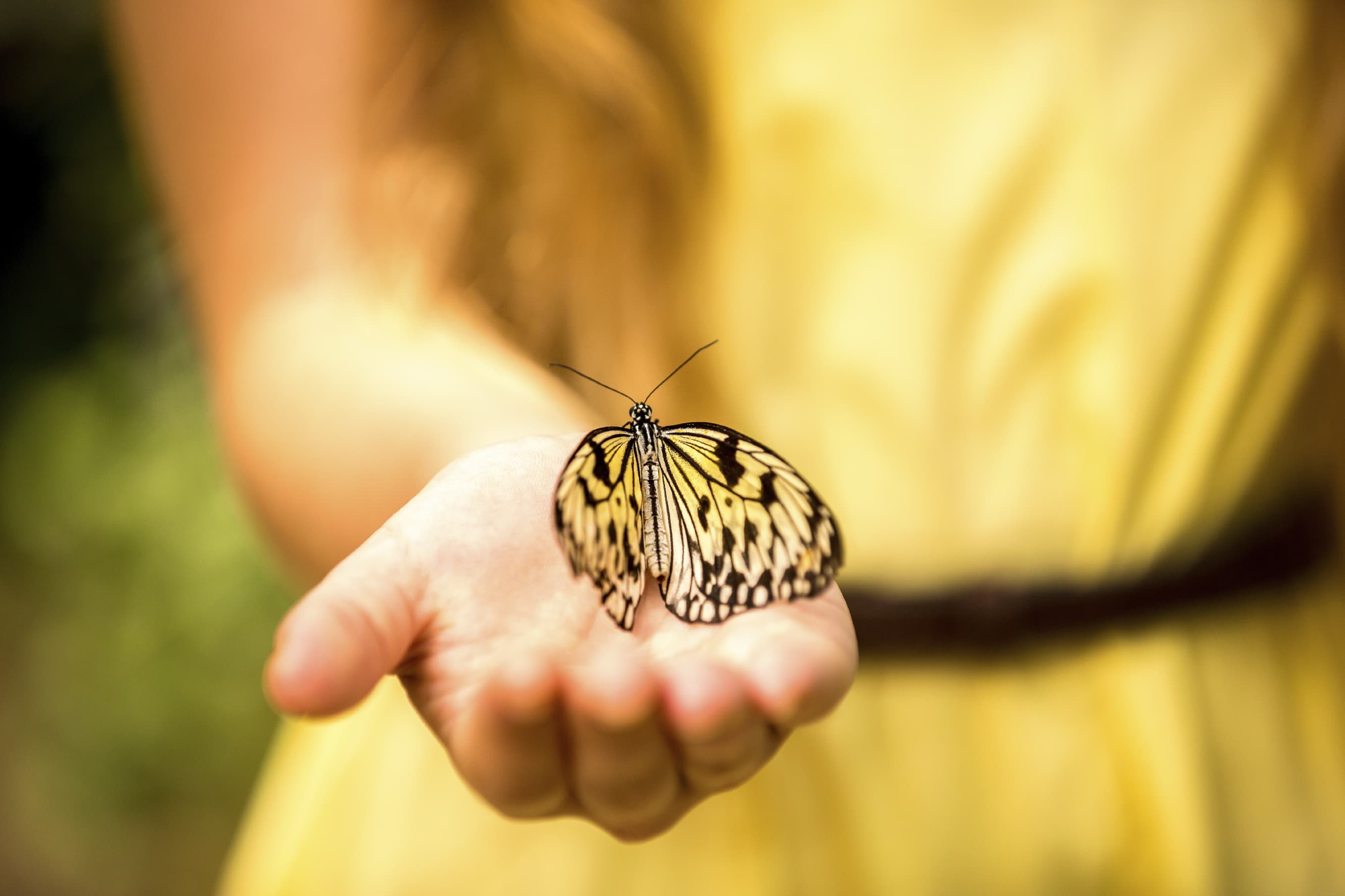 The Butterfly Connection in Addiction Recovery - Recovery.org