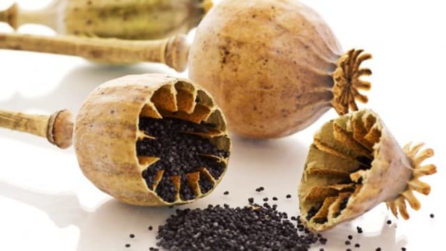 Opioid and Opiate Addiction Recovery Hotlines – Toll-Free Opioid and ...